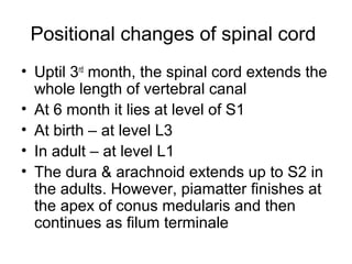 Spinal cord& brainstem | PPT