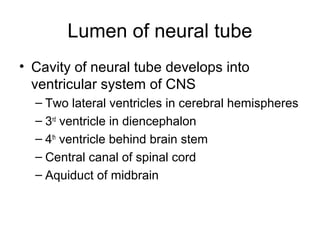 Spinal cord& brainstem | PPT