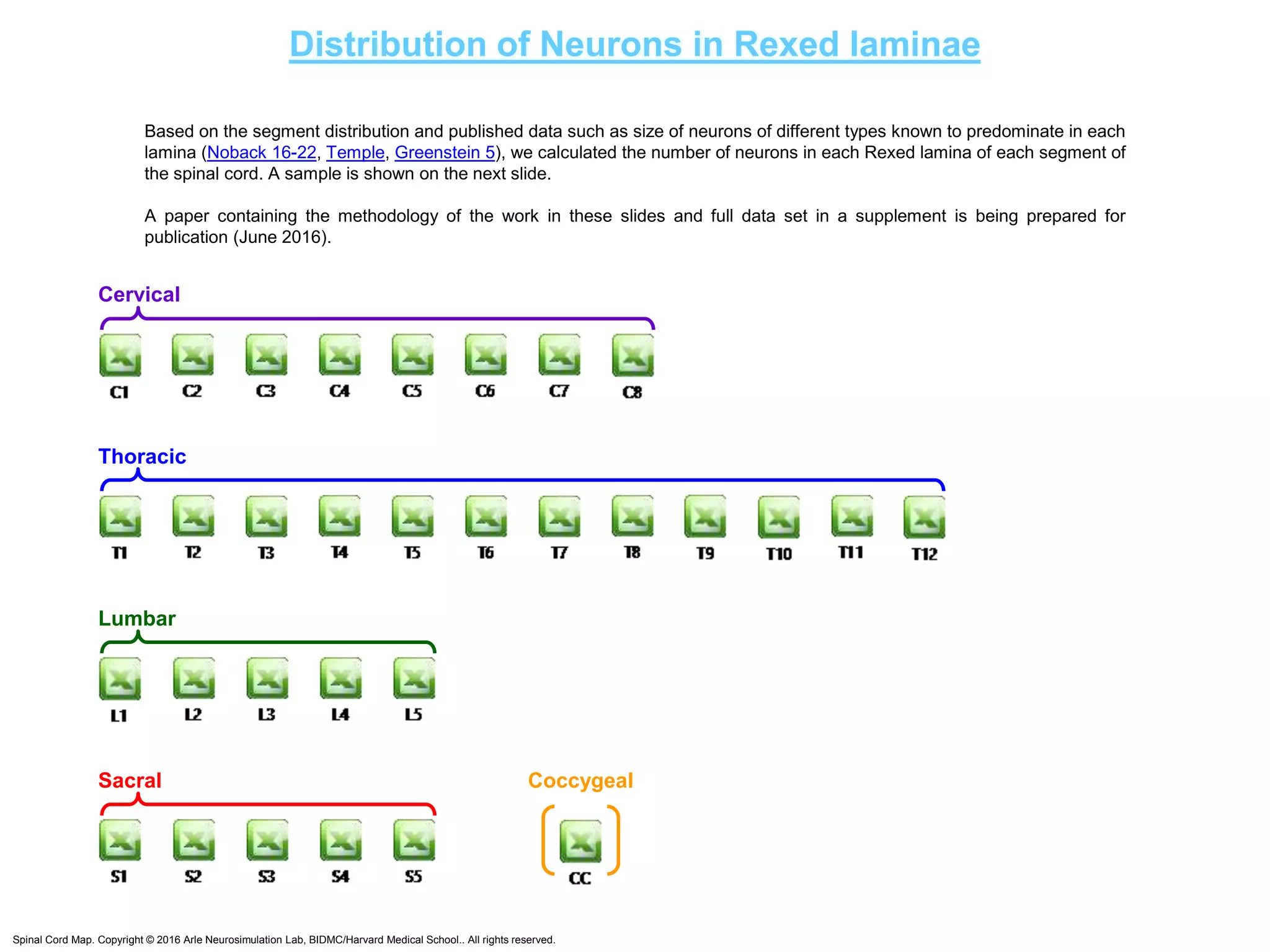 Spinal Cord Connectome Part 1 | PDF