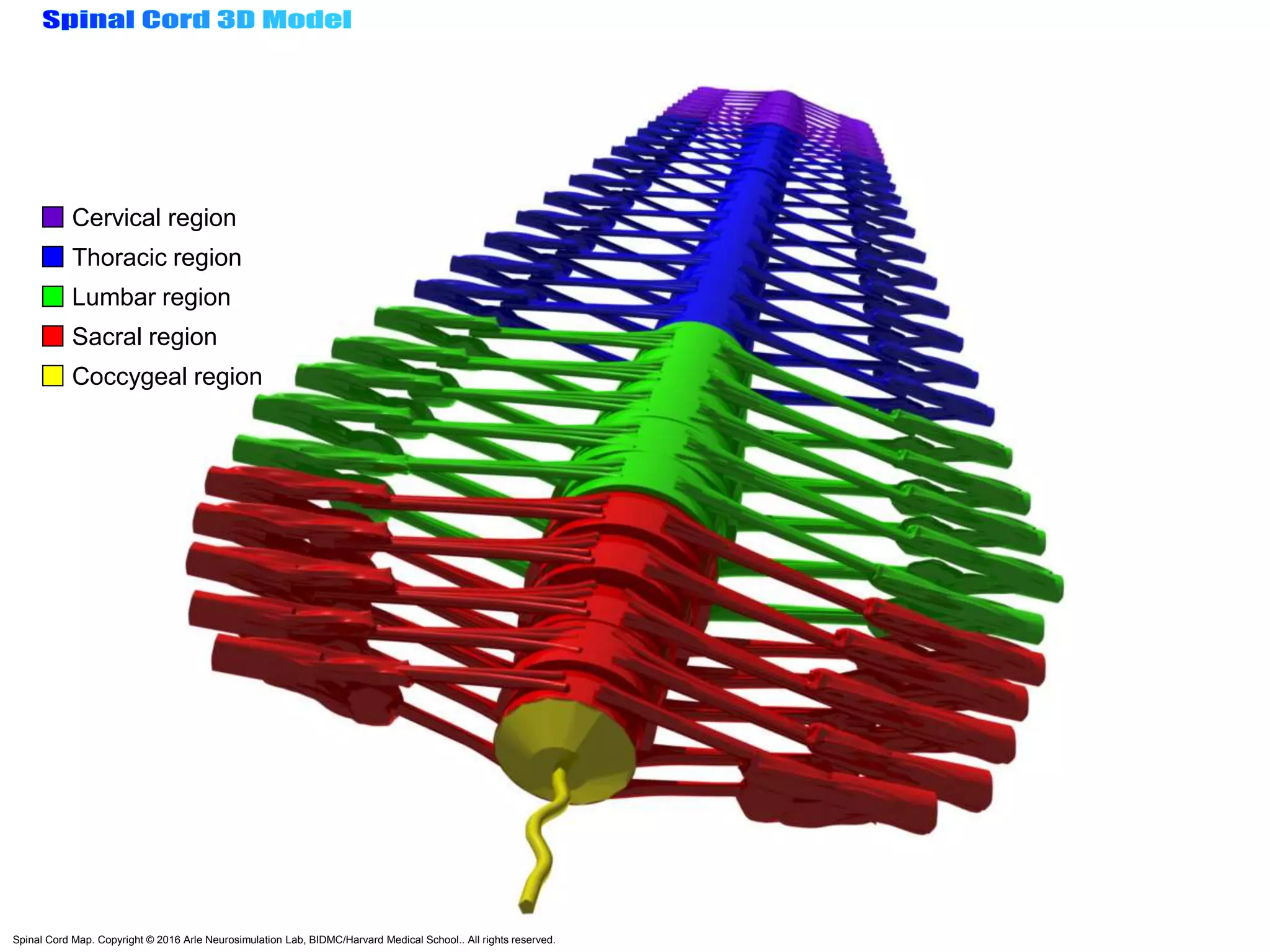 Spinal Cord Connectome Part 1 | PDF