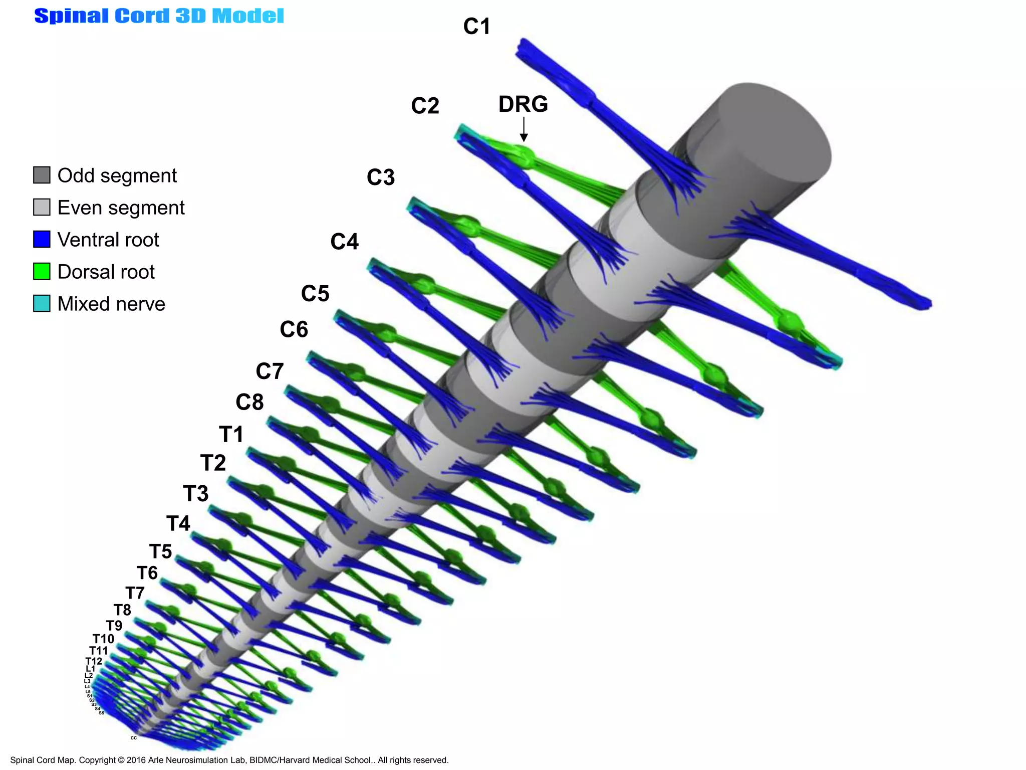 Spinal Cord Connectome Part 1 | PDF
