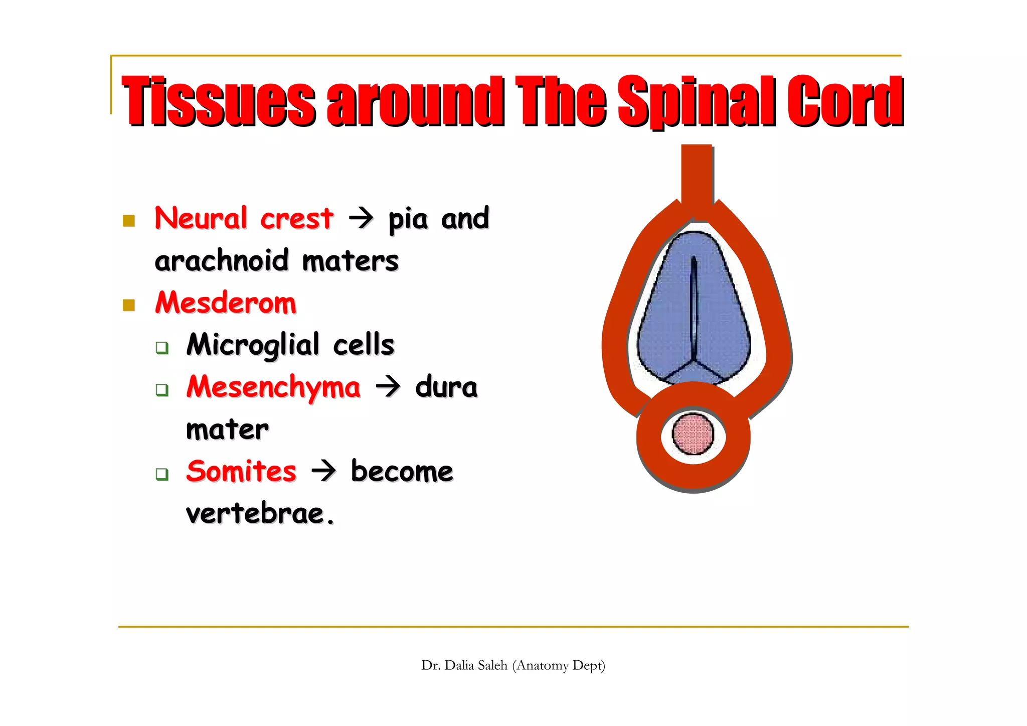 Spinal Cord Dev | PDF