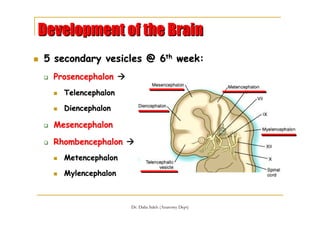 Spinal Cord Dev | PDF