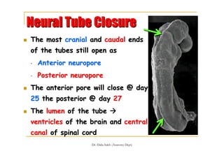 Spinal Cord Dev | PDF