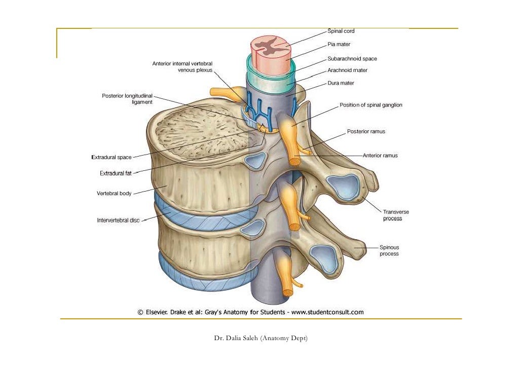 Spinal Cord