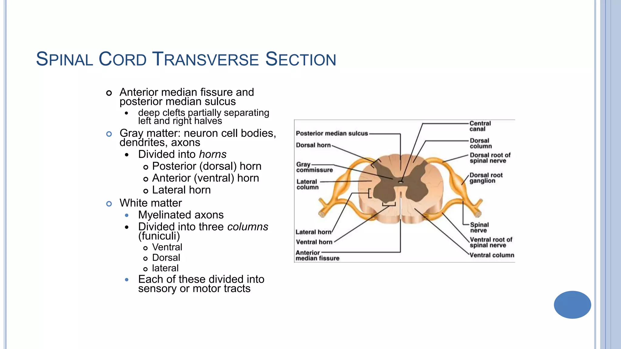 Spinal cord disorders Anatomical Approach | PPTX