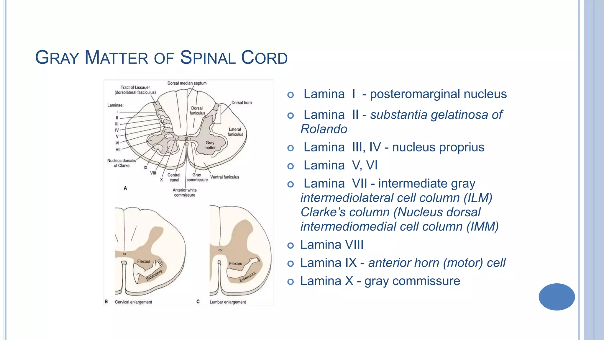 Spinal cord disorders Anatomical Approach | PPTX