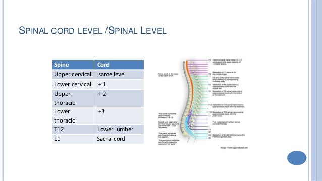 Spinal cord disorders Anatomical Approach