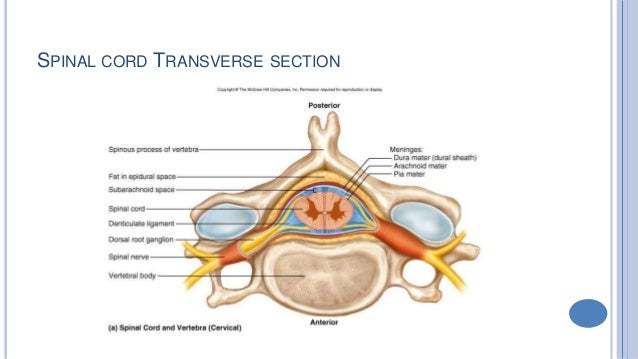 Spinal Cord Transverse Section Diagram