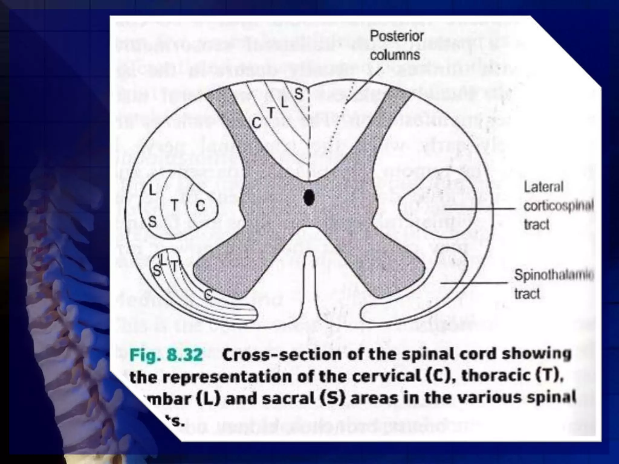 Spinal cord disorders | PPTX