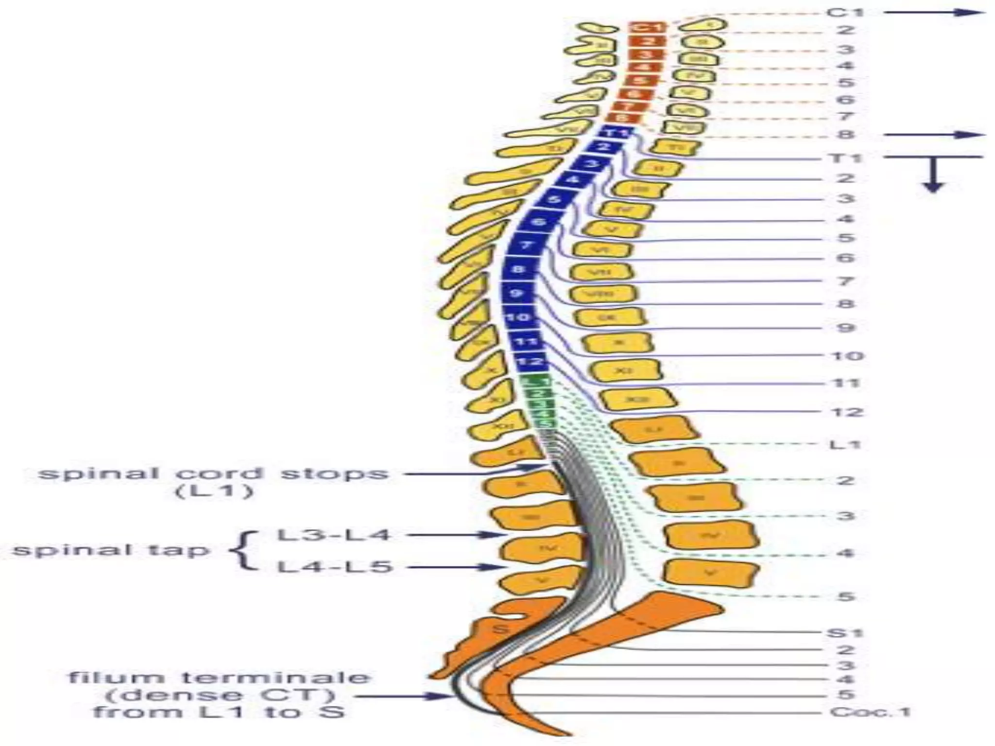 Spinal cord disorders | PPTX