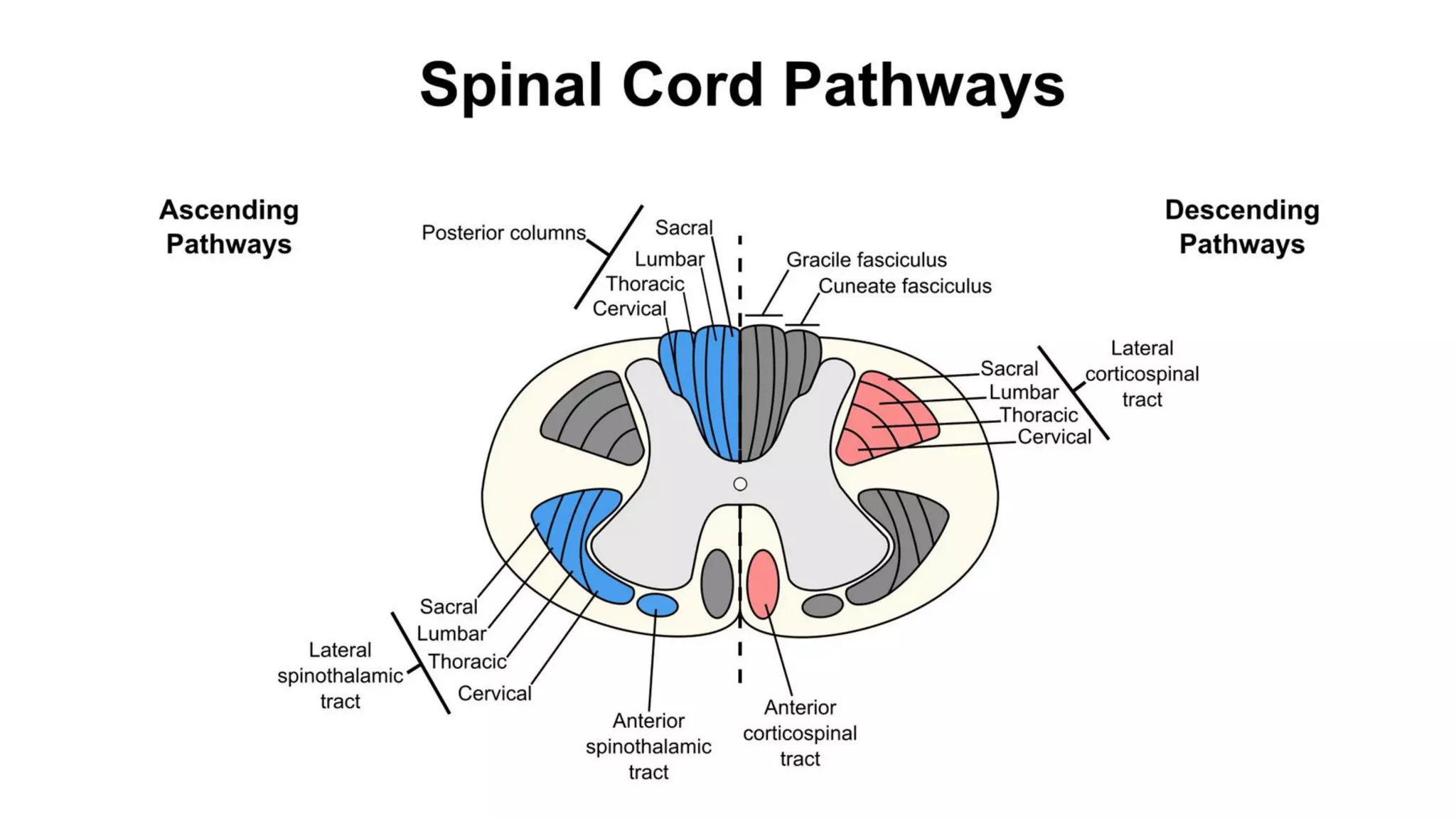 Spinal Cord Disease - Clinical Presentations and Management | PDF