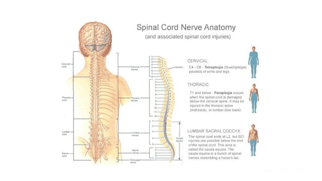 Spinal Cord Disease - Clinical Presentations and Management | PDF