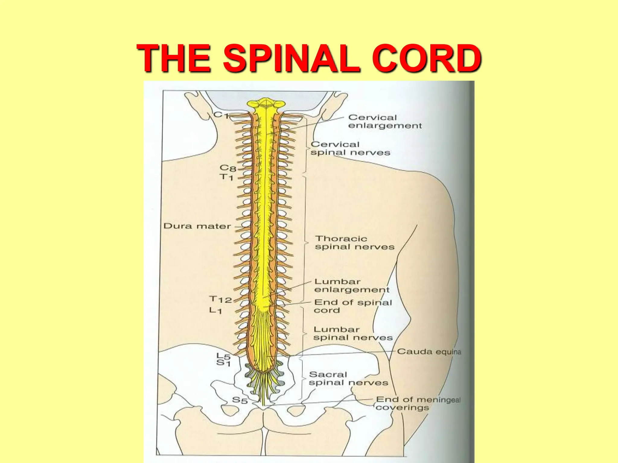 SPINAL CORD EXTERNAL FEATURES & BLOOD SUPPLY.ppt