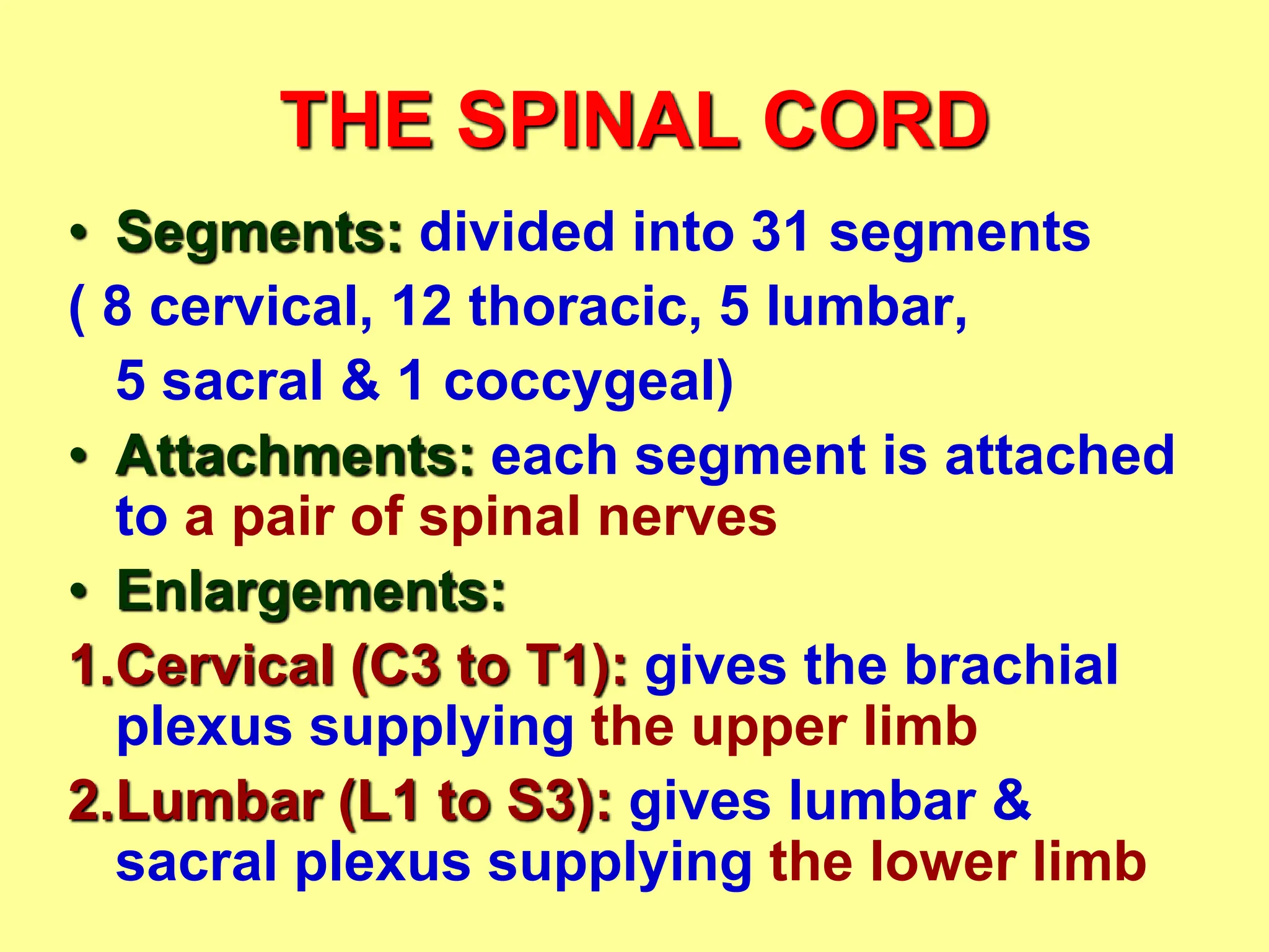 SPINAL CORD EXTERNAL FEATURES & BLOOD SUPPLY.ppt
