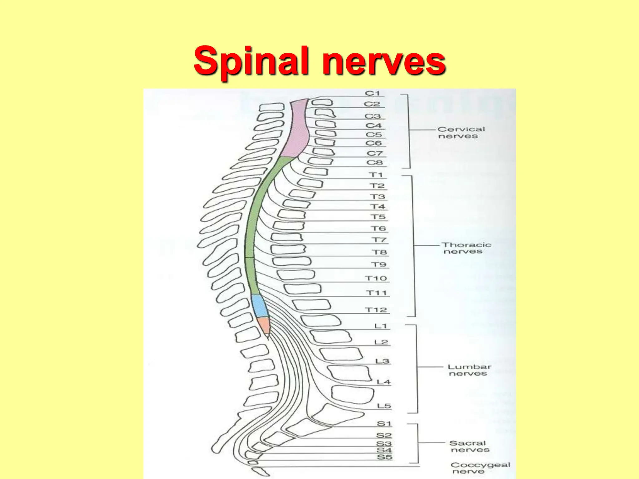 SPINAL CORD EXTERNAL FEATURES & BLOOD SUPPLY.ppt