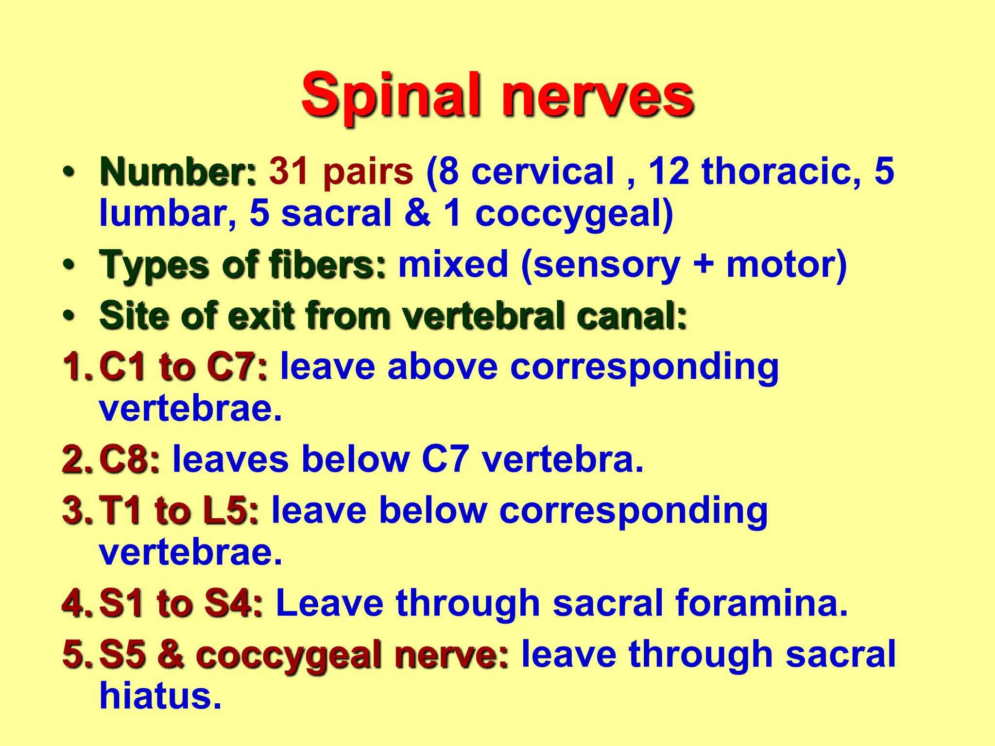 SPINAL CORD EXTERNAL FEATURES & BLOOD SUPPLY.ppt
