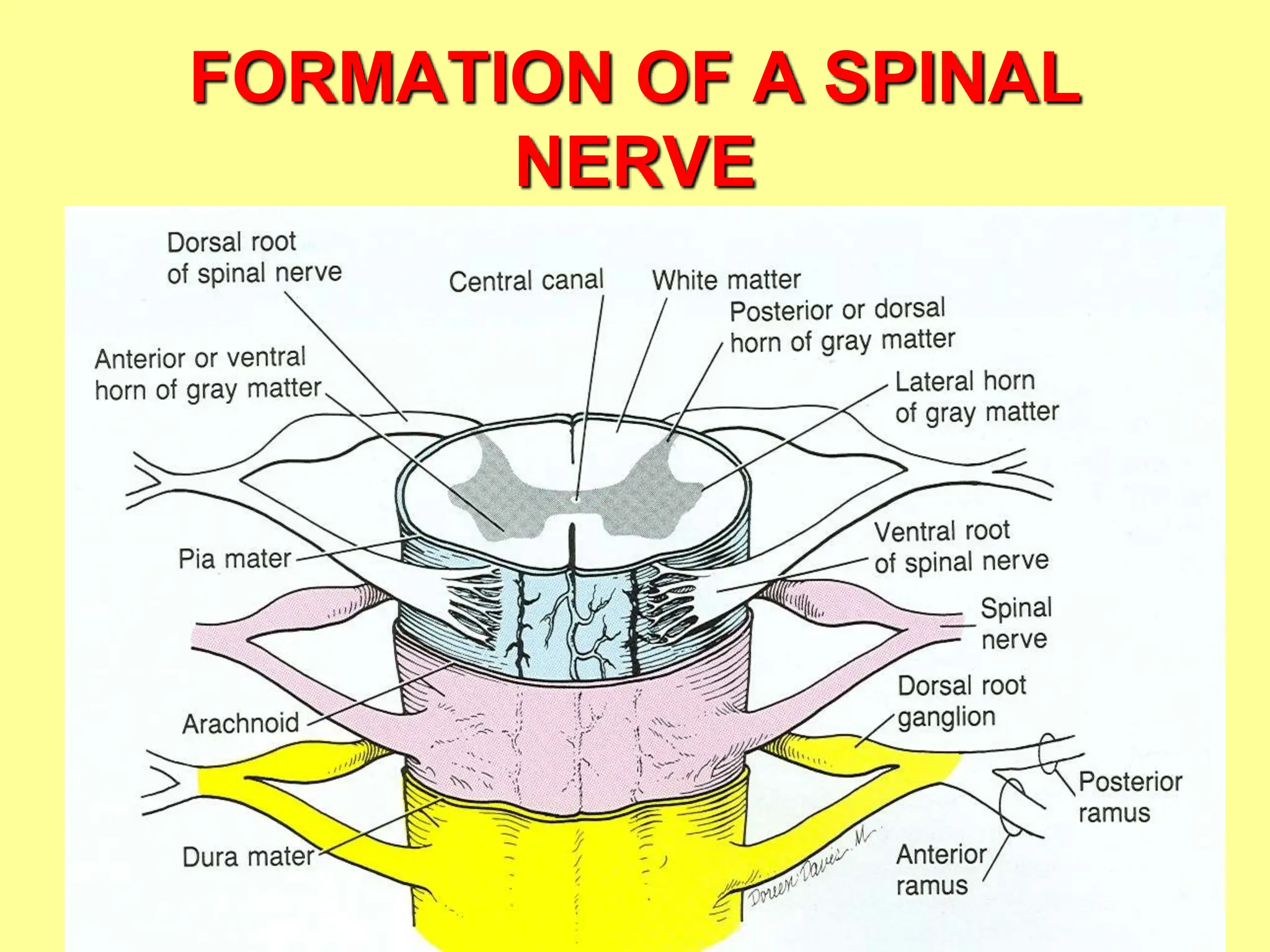 SPINAL CORD EXTERNAL FEATURES & BLOOD SUPPLY.ppt