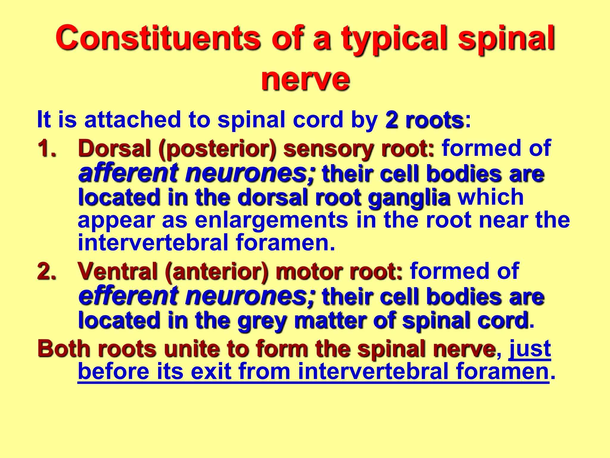 SPINAL CORD EXTERNAL FEATURES & BLOOD SUPPLY.ppt
