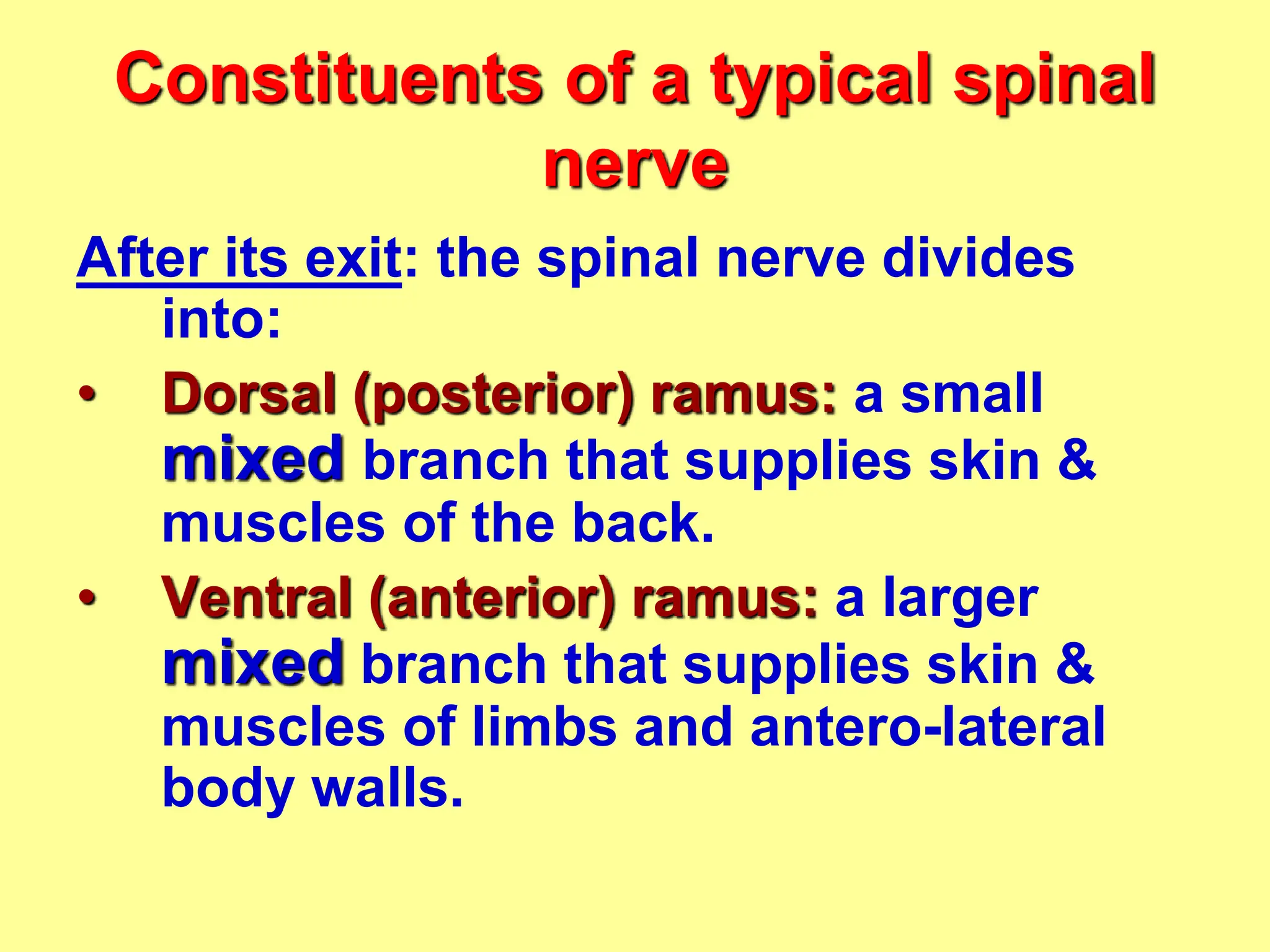 SPINAL CORD EXTERNAL FEATURES & BLOOD SUPPLY.ppt