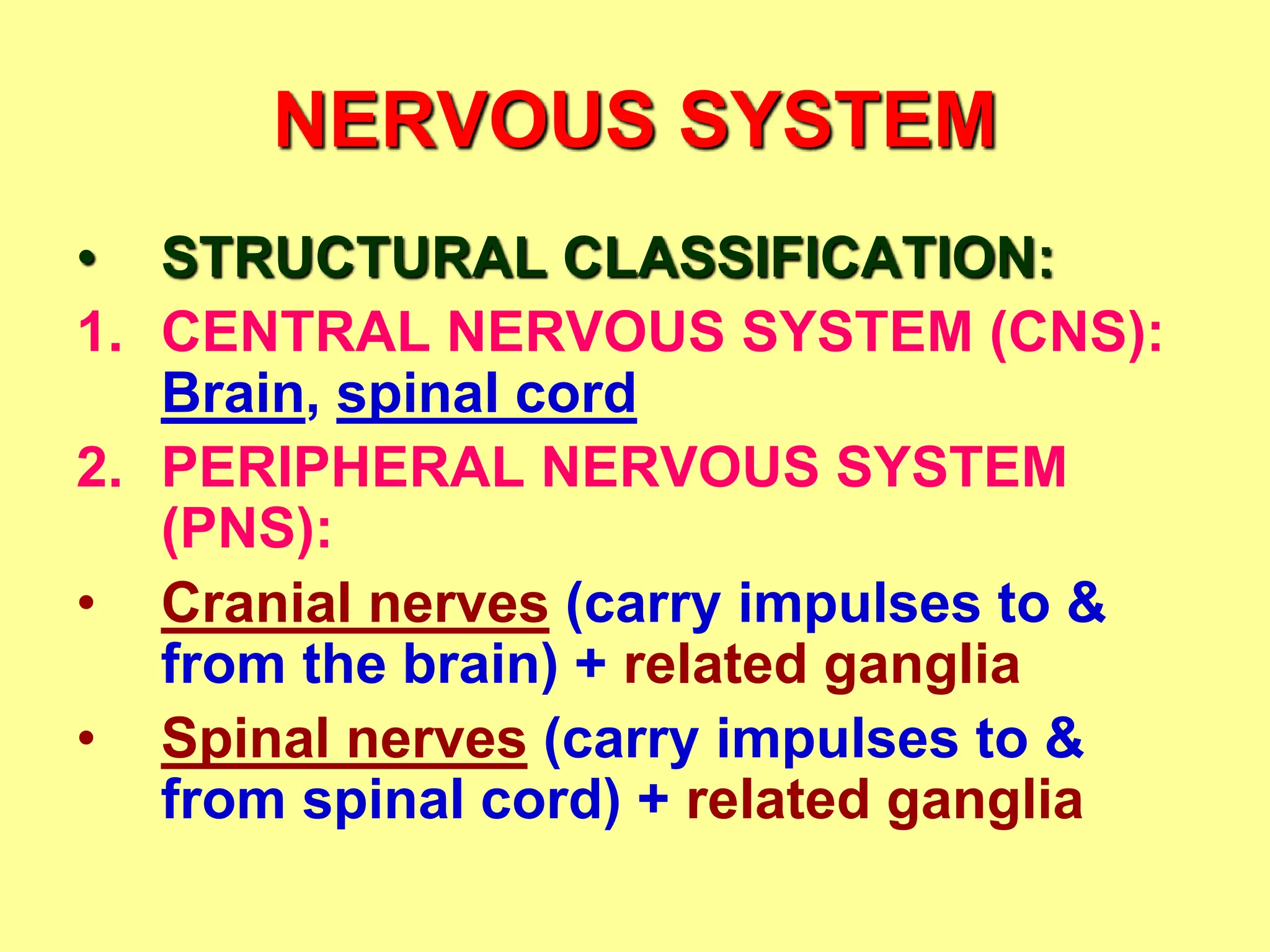 Ppt The Nervous System The Spinal Cord Spinal Nerves