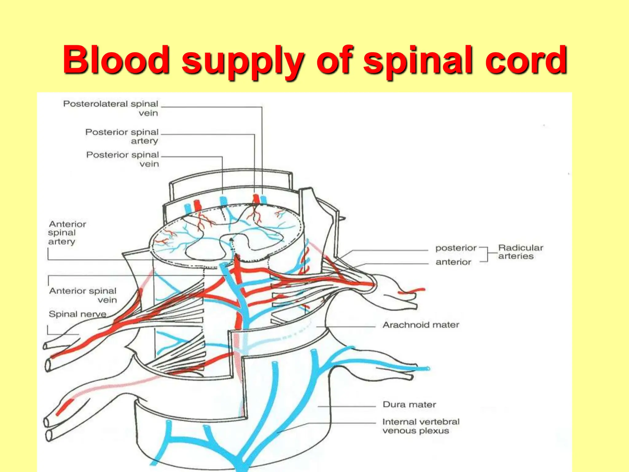 SPINAL CORD EXTERNAL FEATURES & BLOOD SUPPLY.ppt