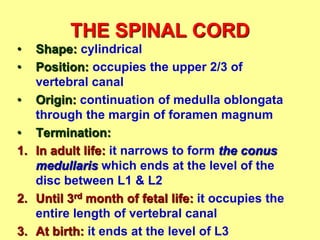 SPINAL CORD EXTERNAL FEATURES & BLOOD SUPPLY.ppt