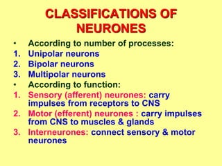 SPINAL CORD EXTERNAL FEATURES & BLOOD SUPPLY.ppt