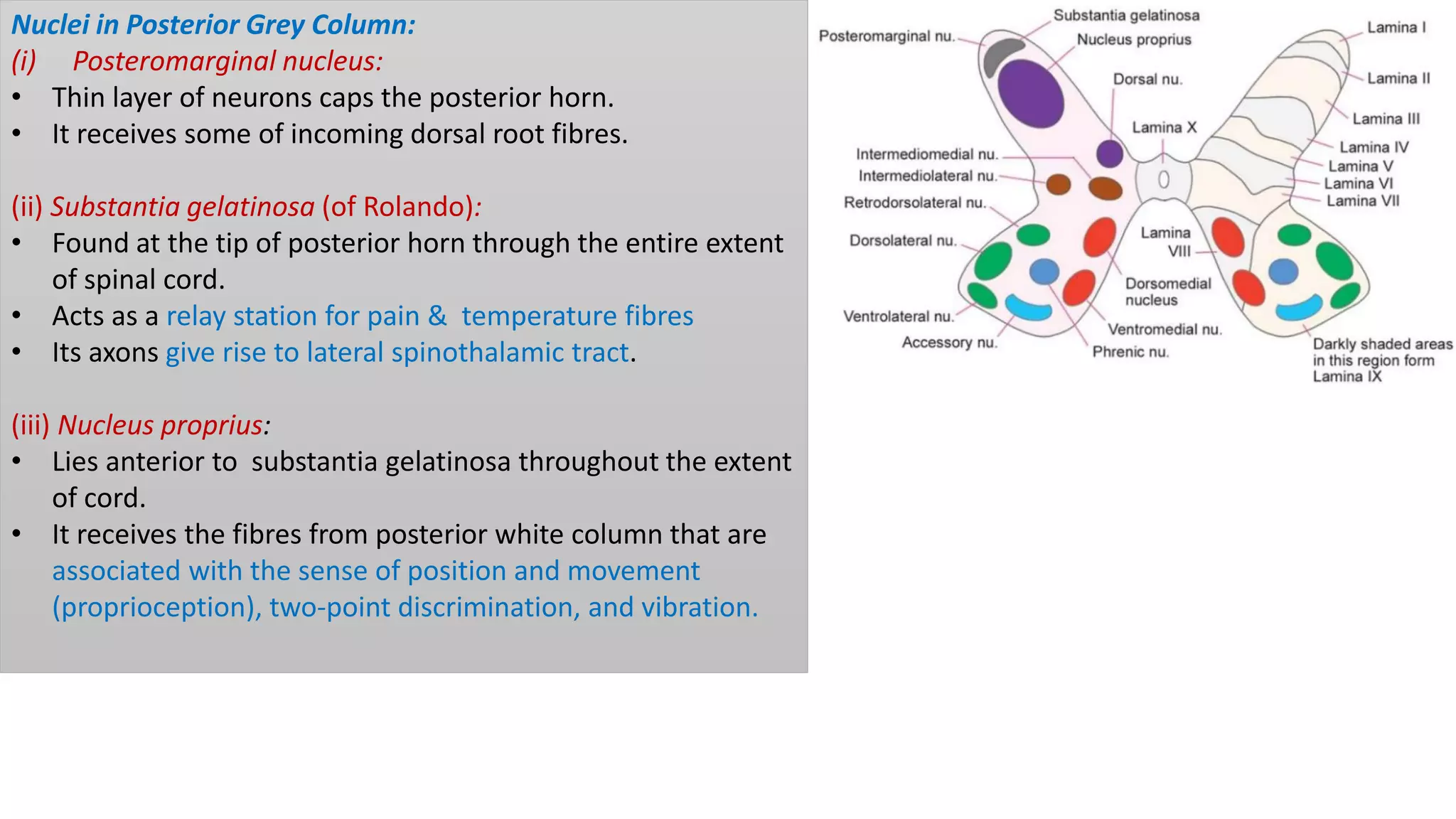 Spinal cord | PPTX