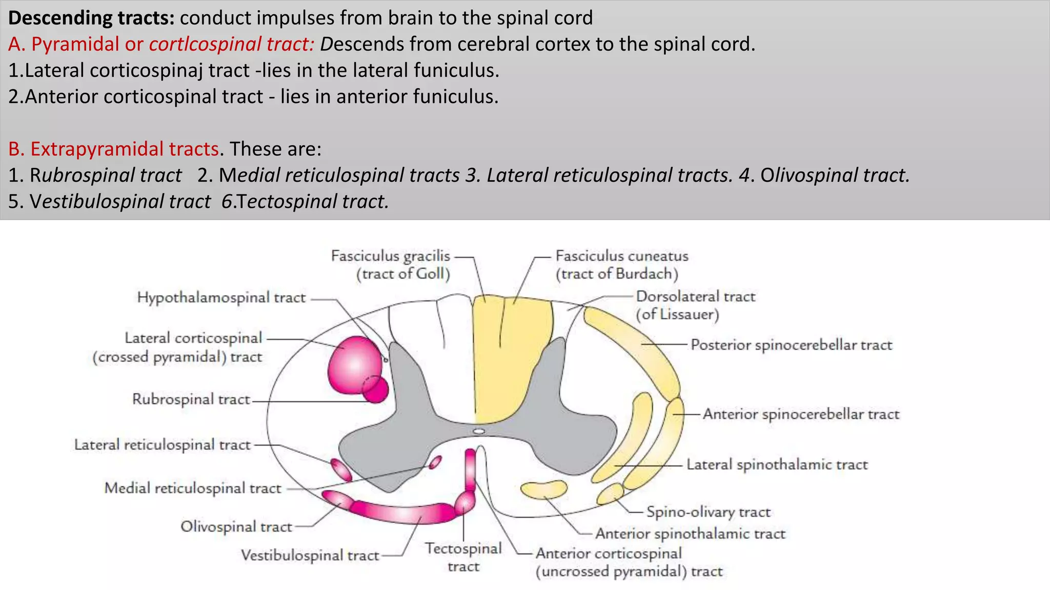 Spinal cord | PPTX
