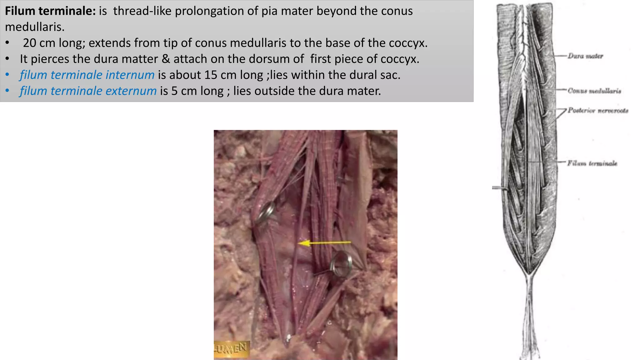 Spinal cord | PPTX