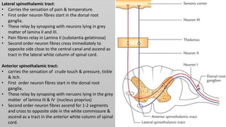 Anterior White Commissure