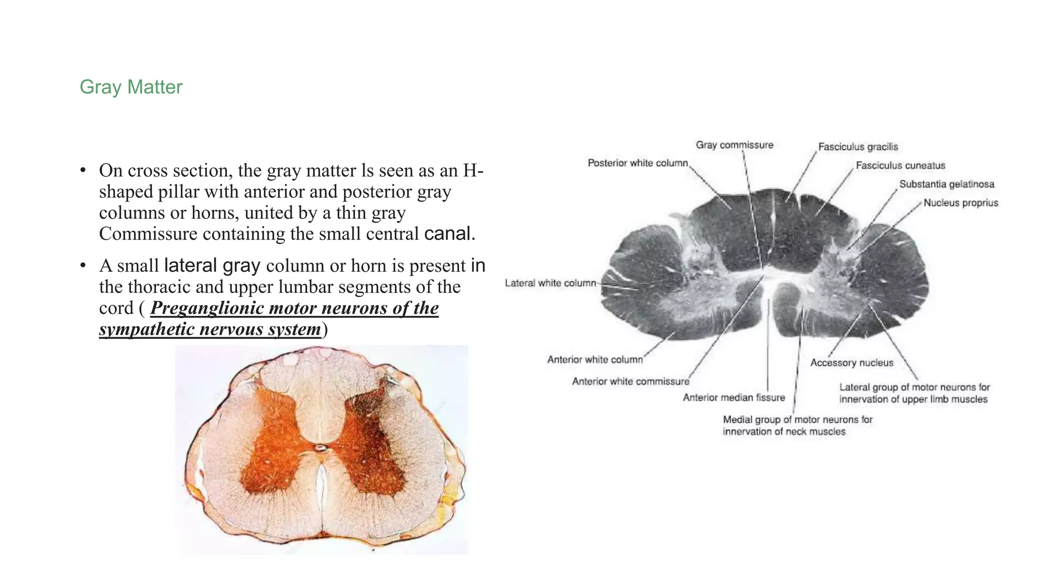 Spinal Cord final.pptx
