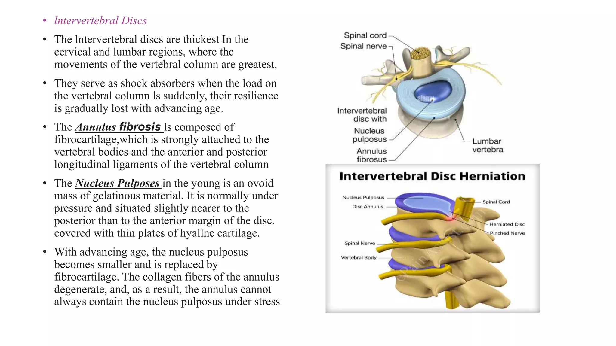 Spinal Cord final.pptx