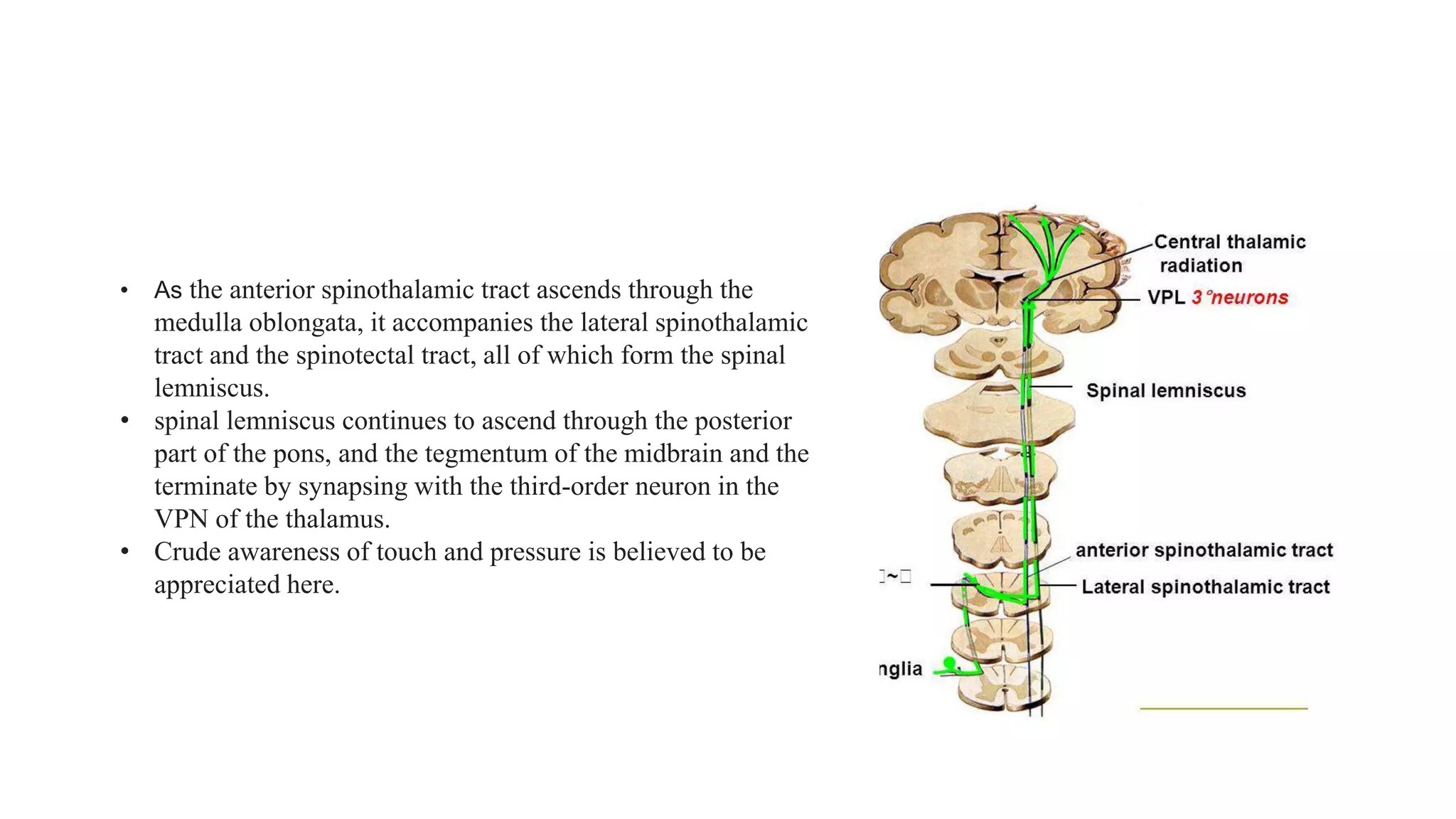 Spinal Cord final.pptx