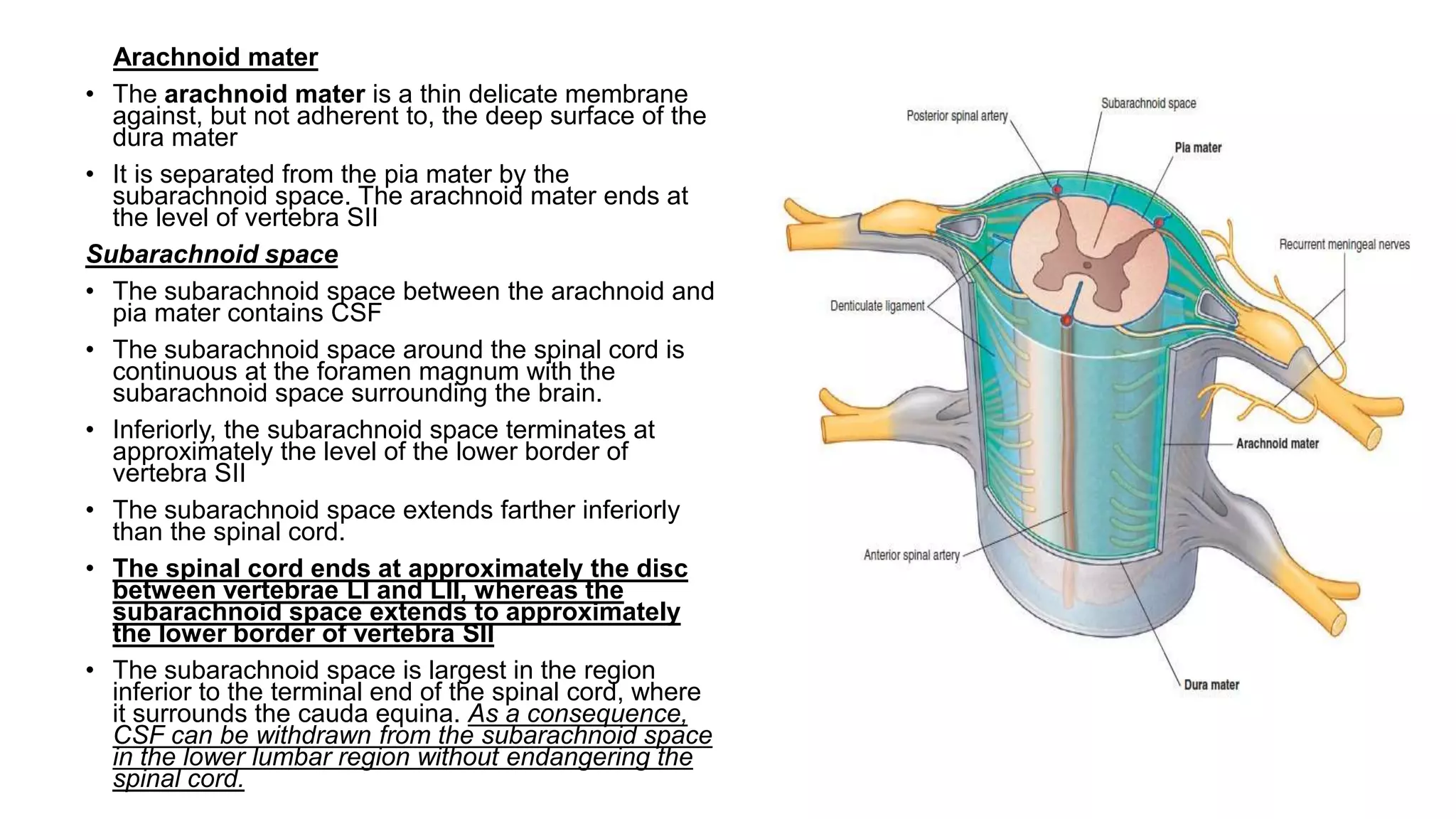 Spinal Cord final.pptx
