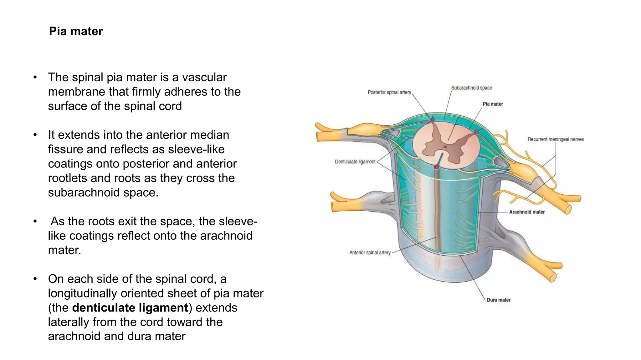 Spinal Cord final.pptx