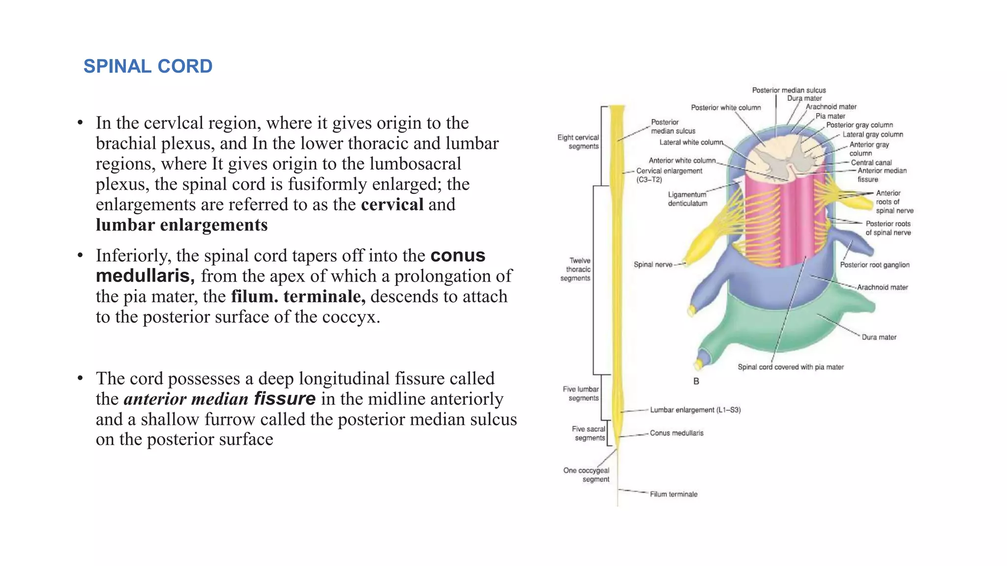 Spinal Cord final.pptx
