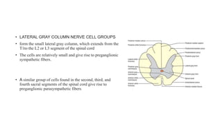 Spinal Cord final.pptx