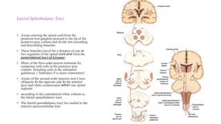 Spinal Cord final.pptx