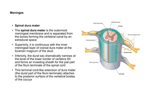 Spinal Cord final.pptx