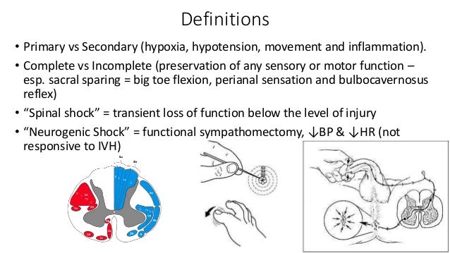 Spinal Cord Injury Levels And Function Chart