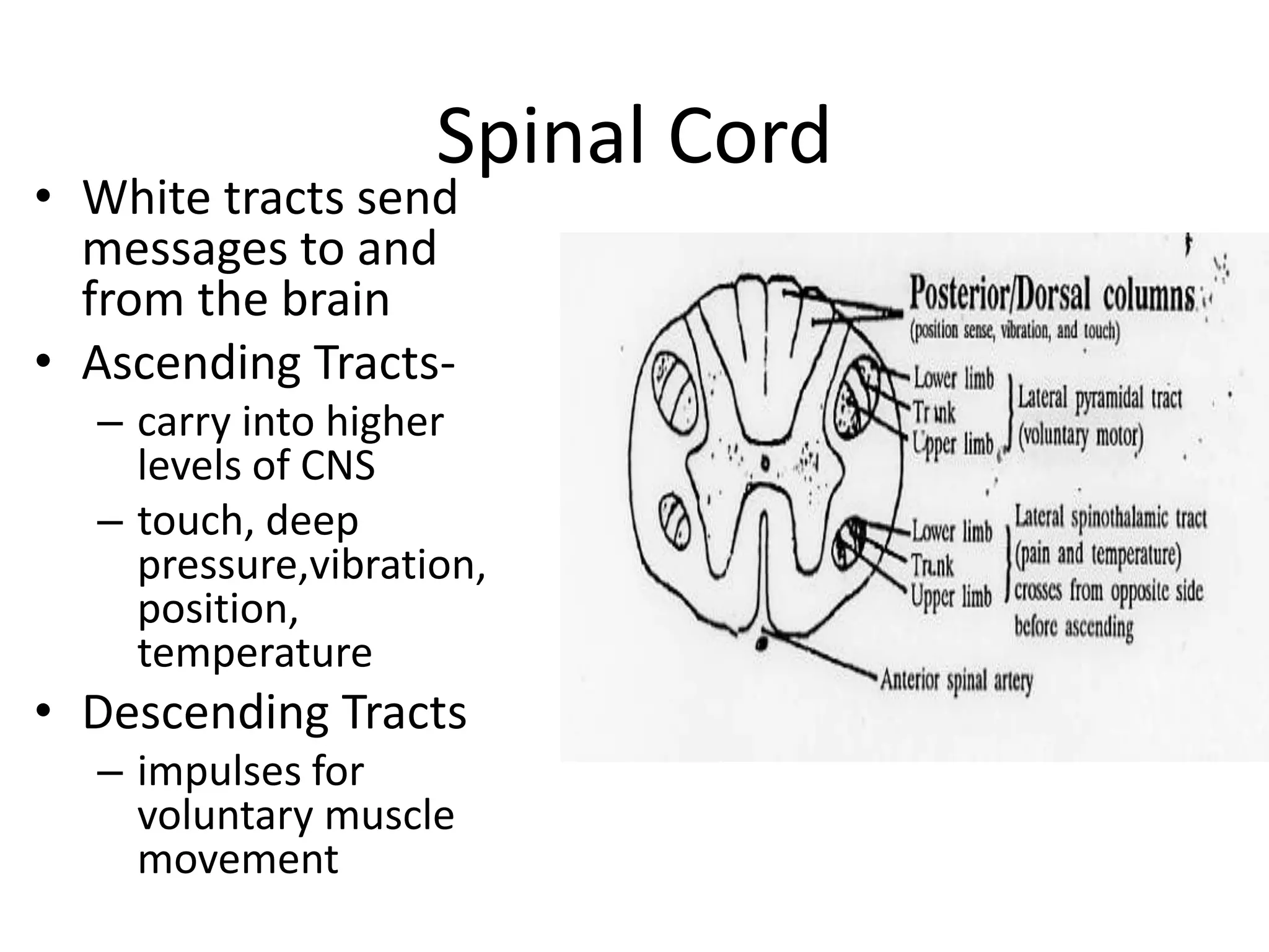 Spinal cord injuries | PPTX
