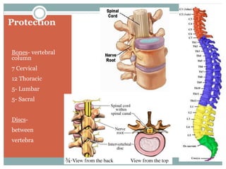 Spinal cord injuries.. | PPT
