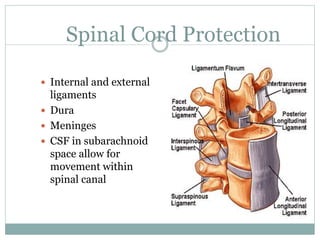 Spinal cord injuries.. | PPT