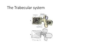 SPINE- ANATOMY AND BIOMECHANICS BY MIN^ED ACADEMY | PPT
