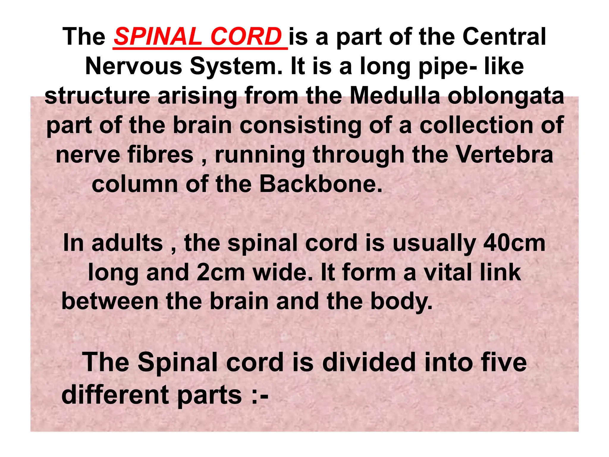 Spinal Cord Injuries Pptx Neuro Disorders Ppt