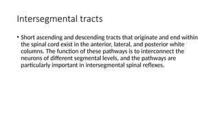 gross anatomy of spinal cord injuries neuroanatomy | PPT