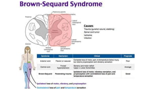 gross anatomy of spinal cord injuries neuroanatomy | PPTX