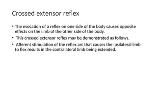 gross anatomy of spinal cord injuries neuroanatomy | PPT